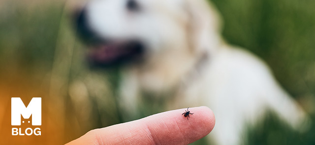 Kedi ve Köpek Kenesi Nasıl Çıkarılır? | Markamama