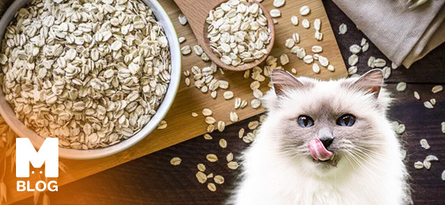 Kedi Yulaf Yer mi| Markamama.com