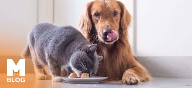 Köpekler Kedi Maması Yer mi? | Markamama