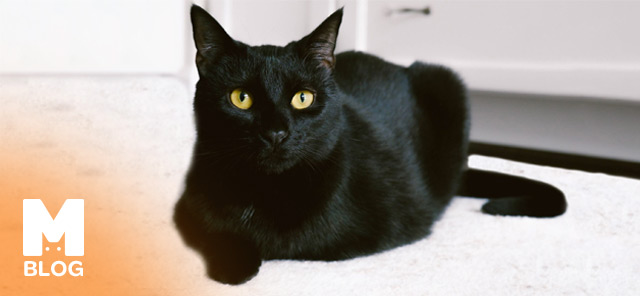 Bombay Kedisi Bakımı ve Özellikleri | Markamama