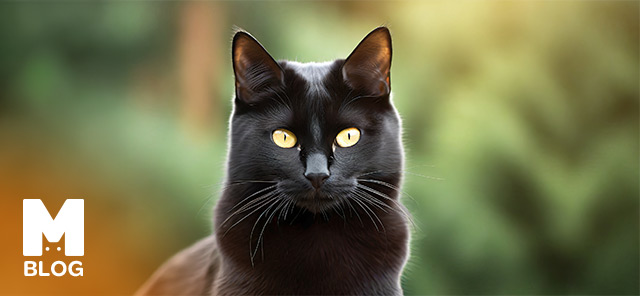 Siyah Kedi Cinsleri Hangileridir? | Markamama