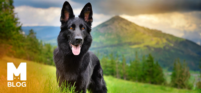 Siyah Köpek Cinsleri ve Özellikleri