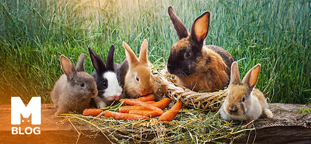 Tavşan Neyle Beslenir?