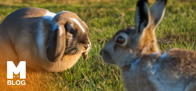 Tavşan Türleri ve Özellikleri Nelerdir?