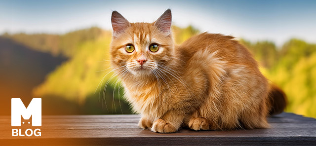 Sarı Kediye Ne İsim Verilir? Sarman Kediye İsim Önerileri