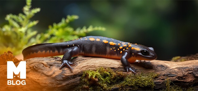 Semender Nedir? Semender Hayvanı Özellikleri ve Beslenmesi