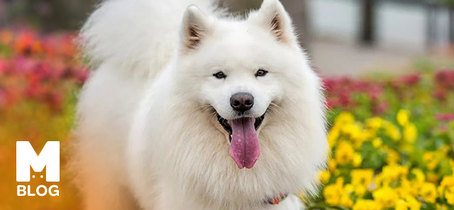 Beyaz Kpek Resimleri Resim Uzun Kulaklarıyla En Sevimli Köpeklerden: