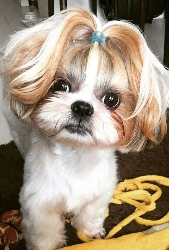 Shih Tzu (Şitsu) Köpek Irkı ve Özellikleri