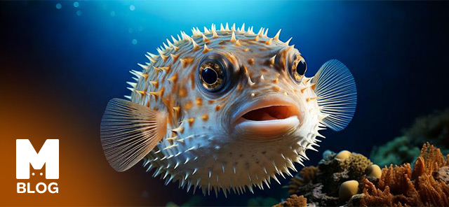 Balon Balığı (Pufferfish) Özelliği, Çeşitleri ve Beslenmesi