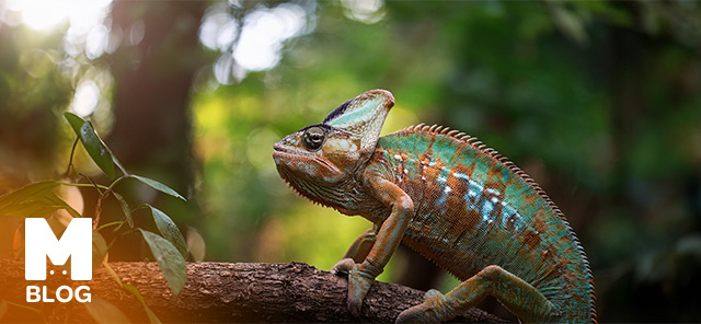 Bukalemun Özellikleri: Bukalemun Nasıl Renk Değiştirir?