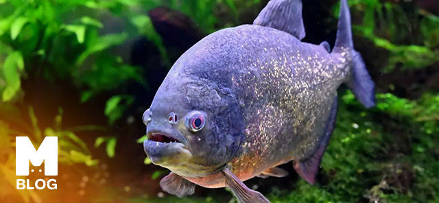 Pirana Balığı Özellikleri, Akvaryumu ve Beslenmesi