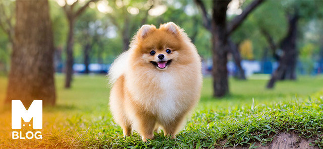 Fino Köpek Cinsleri ve Özellikleri