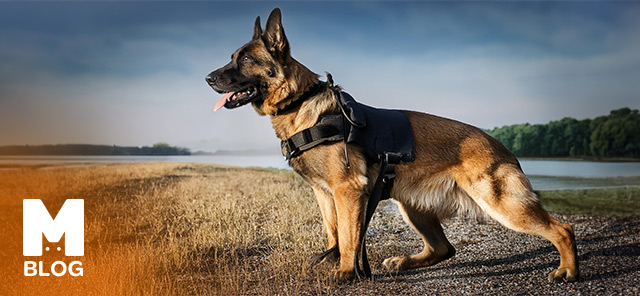 K9 (Polis Köpeği) Köpek Cinslerinin Özellikleri ve Eğitimi