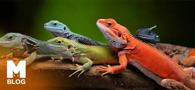 Kertenkele Çeşitleri, Temel Özellikleri ve Beslenmesi