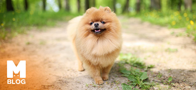 Pomeranian Boo Özellikleri ve Bakımı