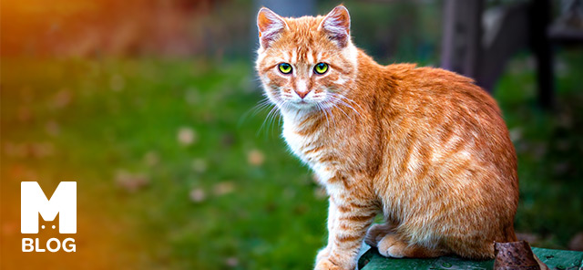 Sarman Kedi Özellikleri ve Bakımı | Markamama